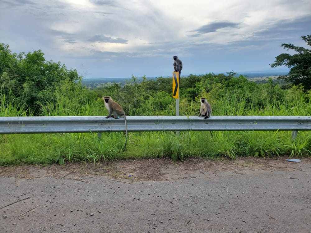Entebbe Town, "The Seat" | Mwitu Tours and Travel